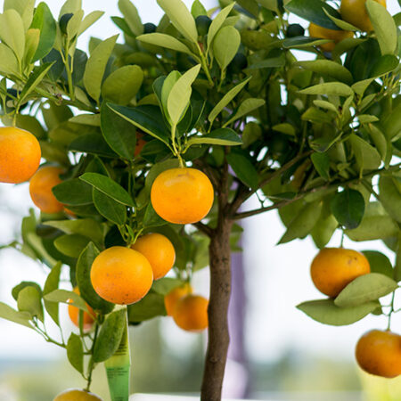 Washington Navel Orange Patio Tree - The Wishing Tree Company